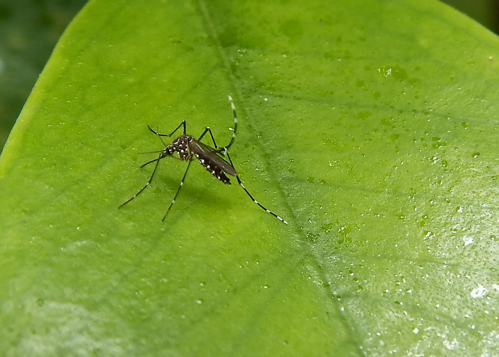 Dengue reaches epidemic proportions in eight months - Diwash Ghimire ...