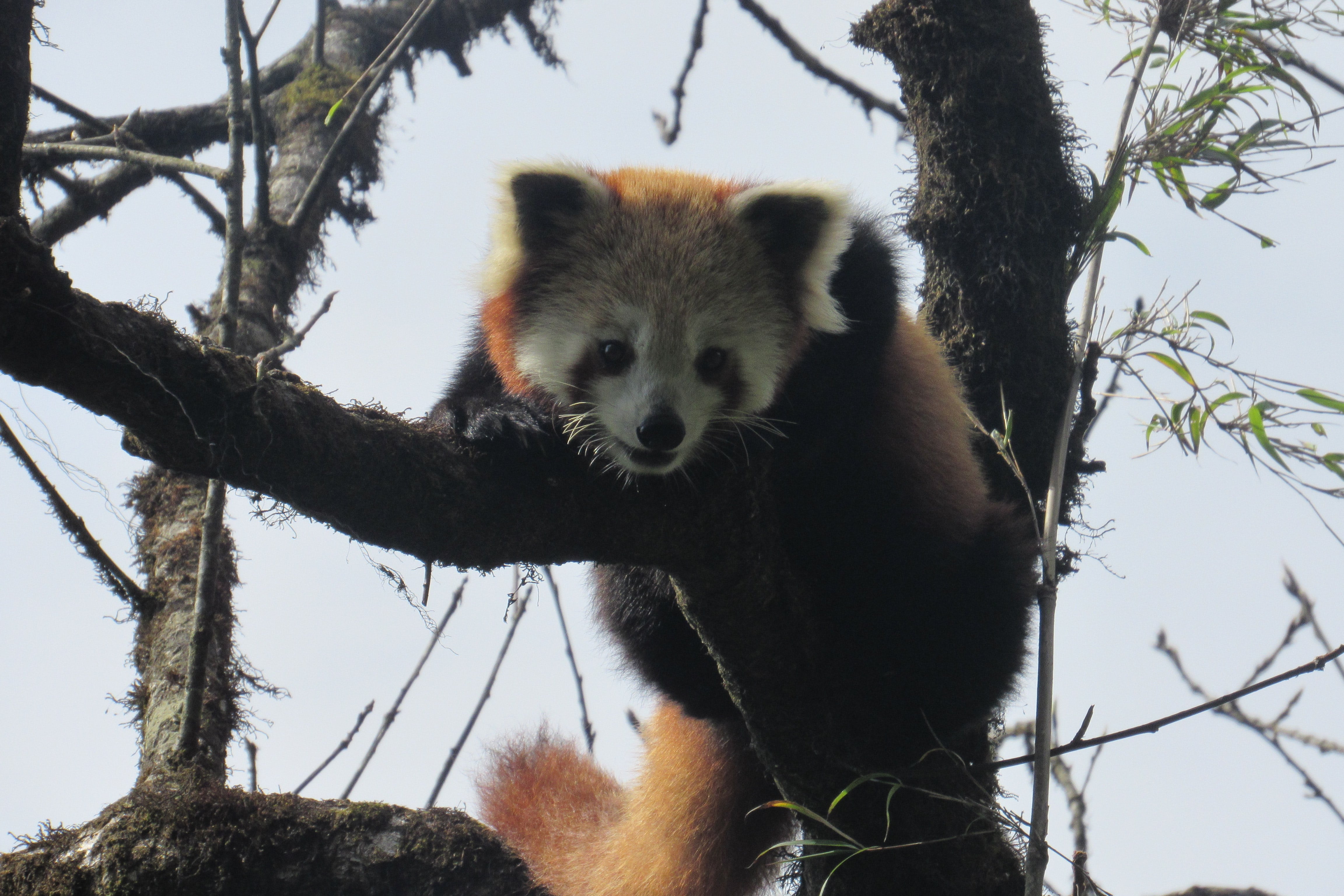 Clarion call to protect endangered red panda (Watch) - Nepal Minute ...