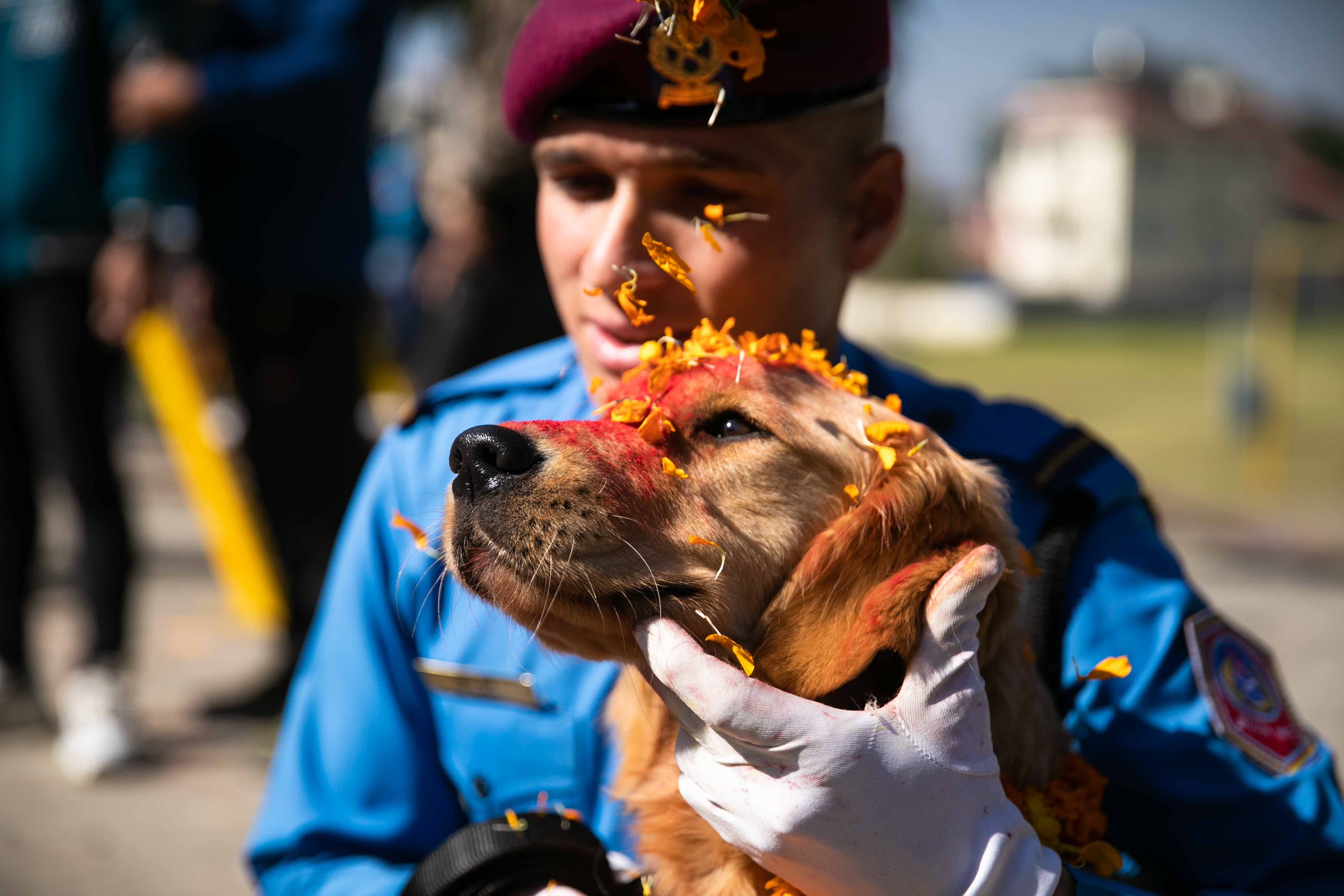 Dogs worshipped across Nepal, marking Kukur Tihar - Nepal Minute ...