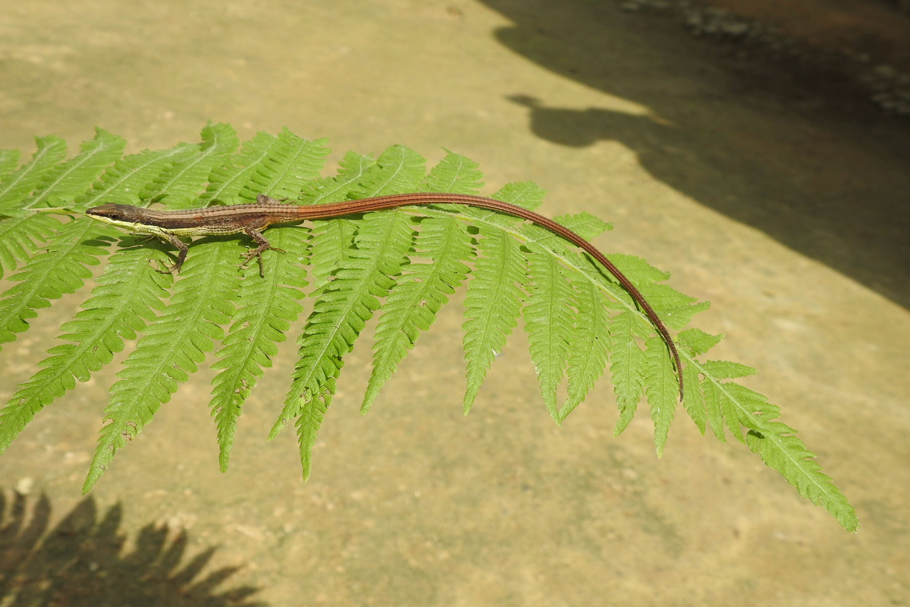 New lizard species found in Morang's Chure region - Nepal Minute ...