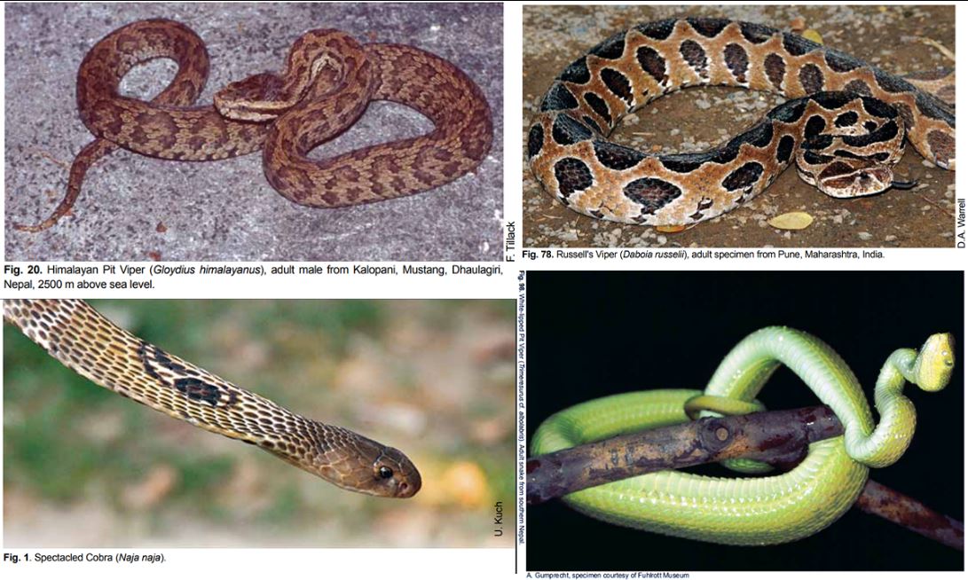 Snakebite myths and realities: Watch out for snakes this monsoon ...