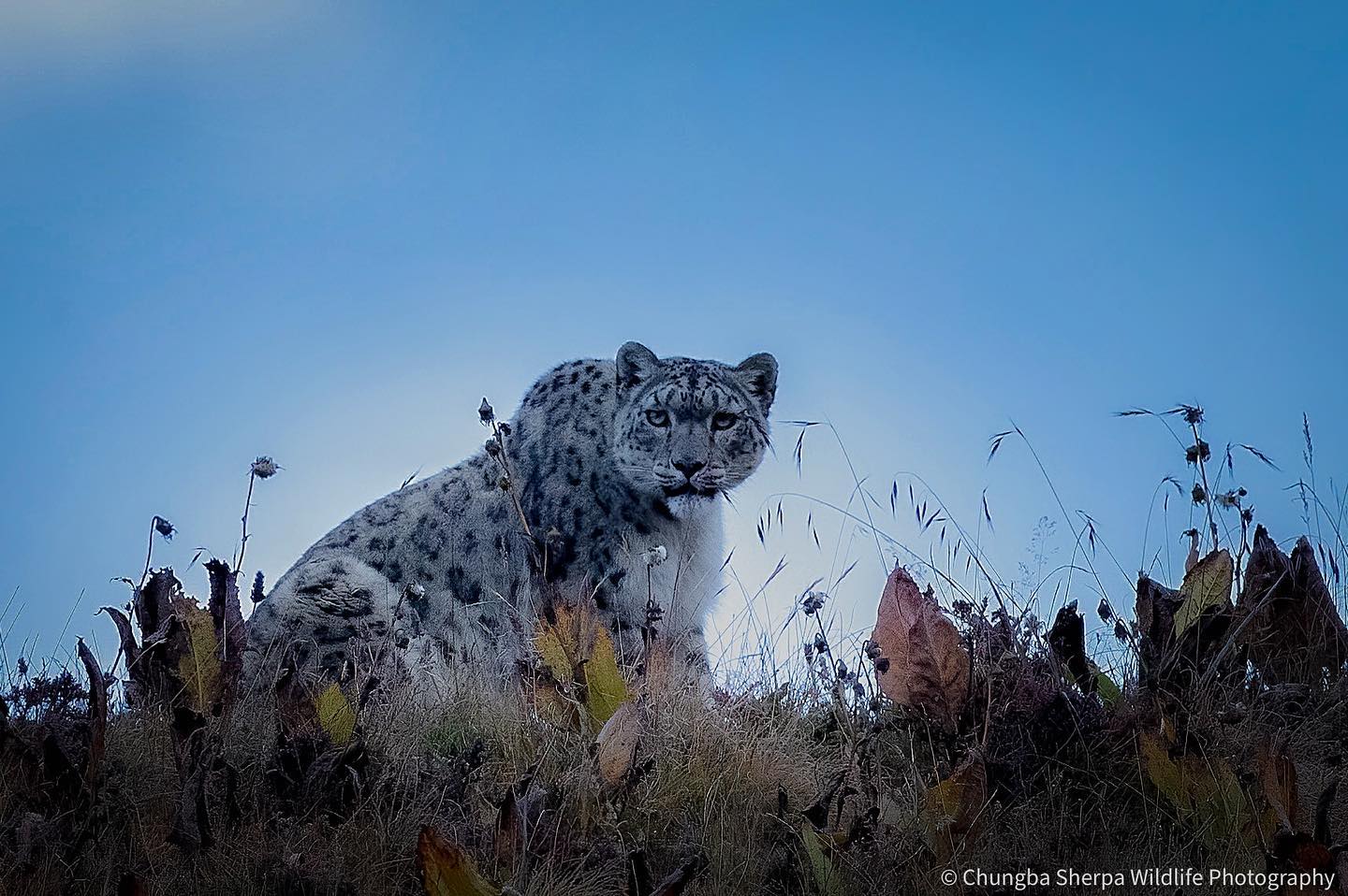 Chungba Sherpa shares close-up photo of Manang snow leopard - Nepal ...