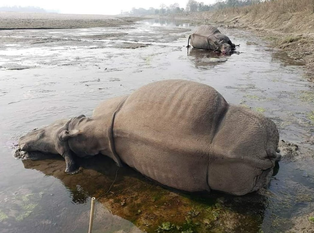 Emergency meeting to discuss ways to curb rhino poaching - Nepal Minute ...