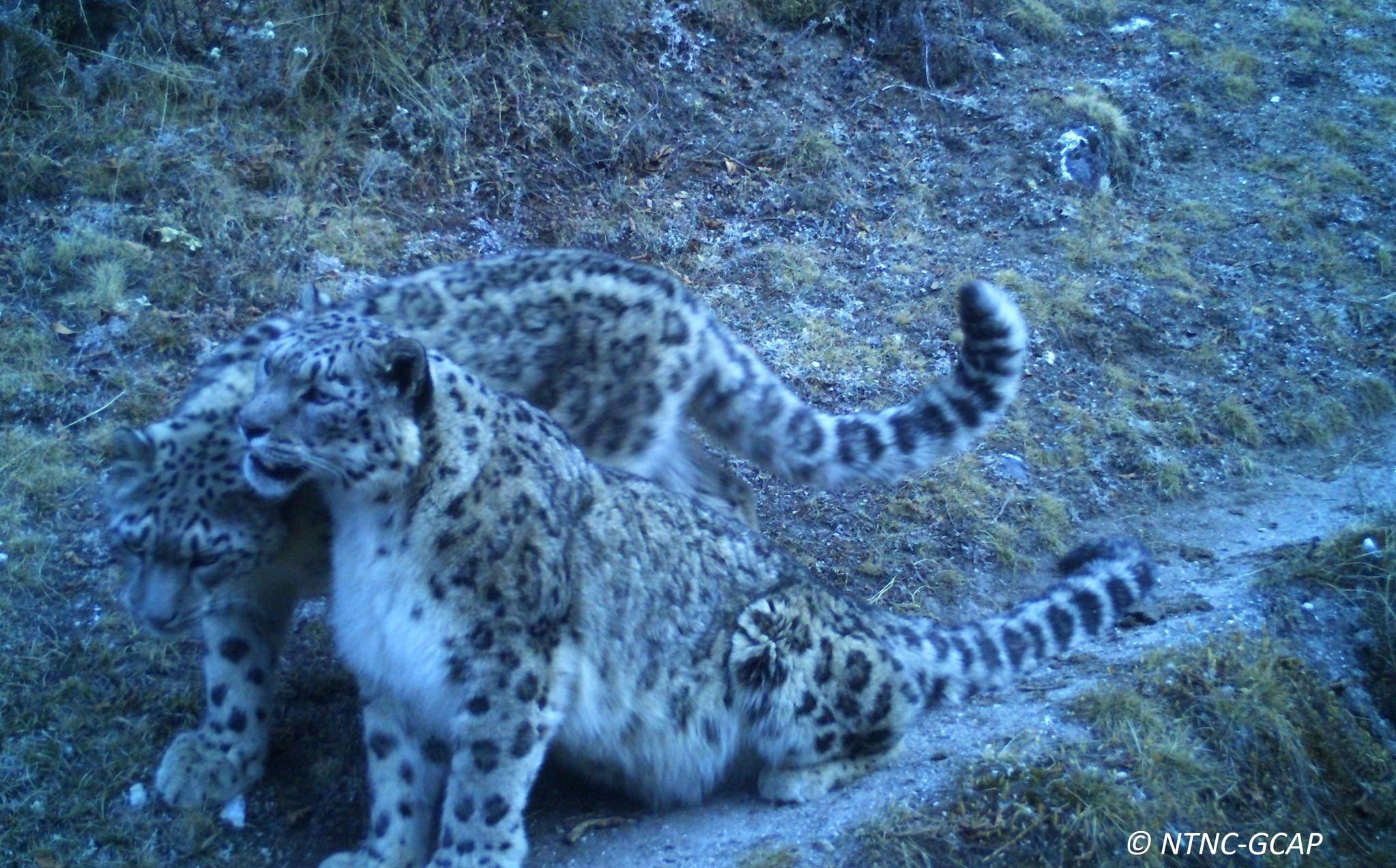 New photo shows more rare snow leopards in Gaurishankar Area - Nepal ...